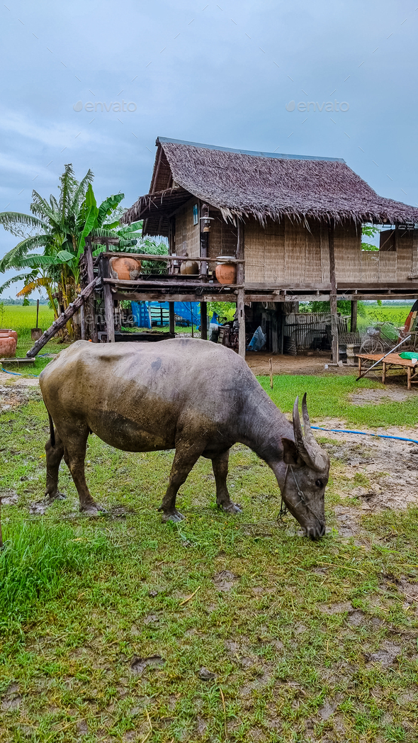 Eco farm homestay with a rice field in central Thailand, paddy field of ...