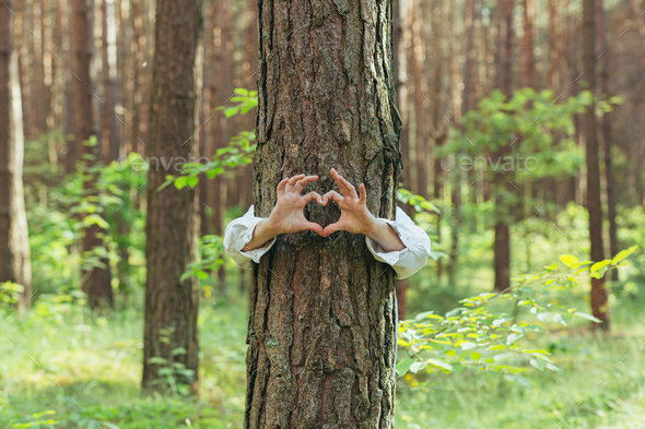 hands of a young woman hug a tree in the forest and show a sign of heart and love for nature ...