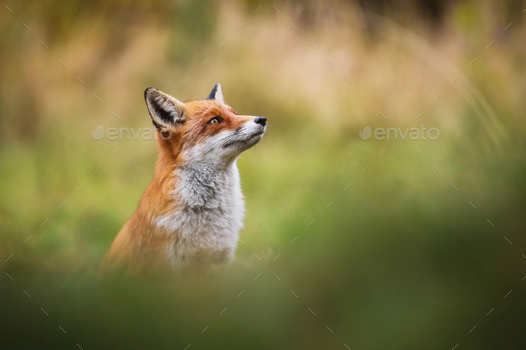 Dreamy red fox looking up on meadow with copy space Stock Photo by ...