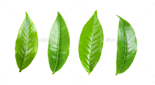 Tea leaves isolated on white Stock Photo by spamas | PhotoDune