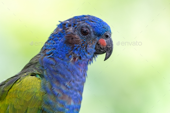Blue-headed Parrot (Pionus menstruus). Portrait of blue bird with green on creamy green ...