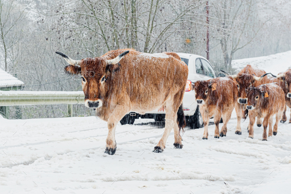 Herd of cows and calves walking down a snowy road Stock Photo by Meniphoto