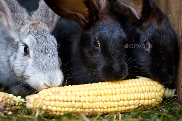 Gray and black bunny rabbits eating ear of corn, closeup Stock Photo by ...