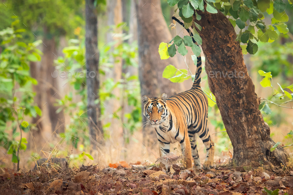 Tiger marking its territory Stock Photo by saroshlodhi | PhotoDune