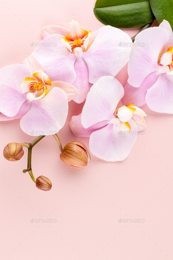 Pink spa orchid theme objects on pastel background. Stock Photo by ...