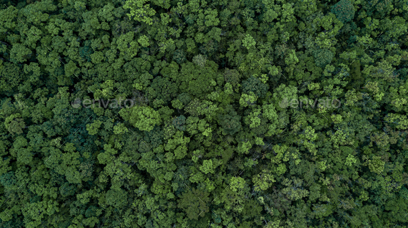 Aerial top view green forest tree texture and background, Tropical ...