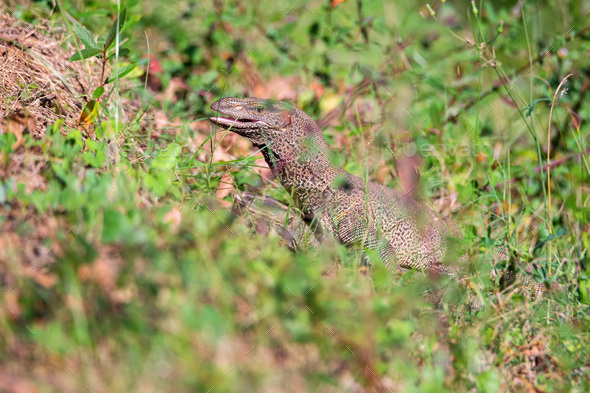 Bengal monitors or Varanus bengalensis perform mating Stock Photo by ...
