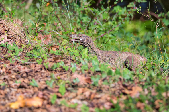 Bengal monitors or Varanus bengalensis perform mating Stock Photo by ...