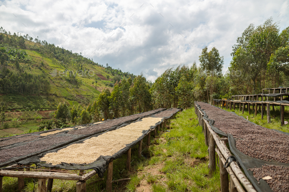 Long tables for drying coffee beans on a hill in Africa Stock Photo by ...