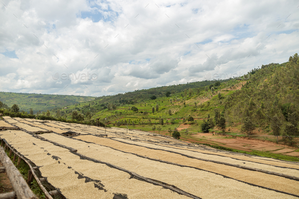 Long tables for drying coffee beans on a hillside Stock Photo by ...