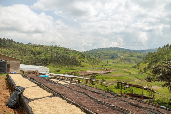 Wooden tables for drying coffee beans at Africa region Stock Photo by ...