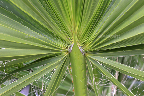 Large palm leaf, closeup Stock Photo by didesign | PhotoDune