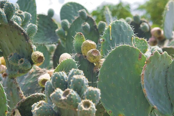 Cactus with fruit of Mexican xoconostles Stock Photo by juanjomenta