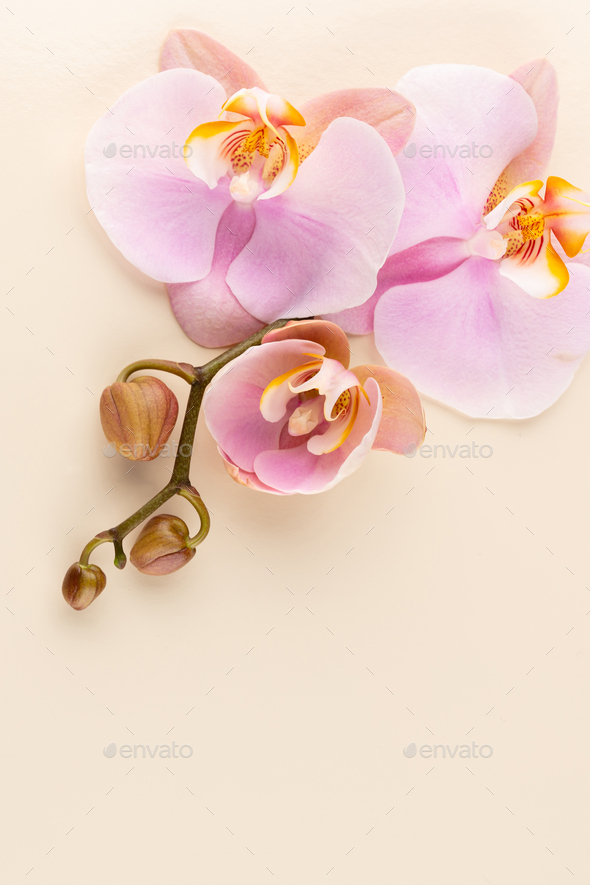 Pink spa orchid theme objects on pastel background. Stock Photo by ...
