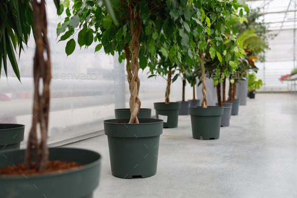 Ficus pots standing on the floor of the garden center Stock Photo by ...