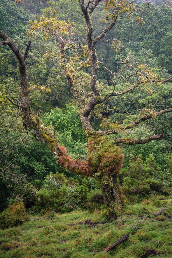 Very gnarly old oak tree covered in ivy and moss in a forest clearing ...