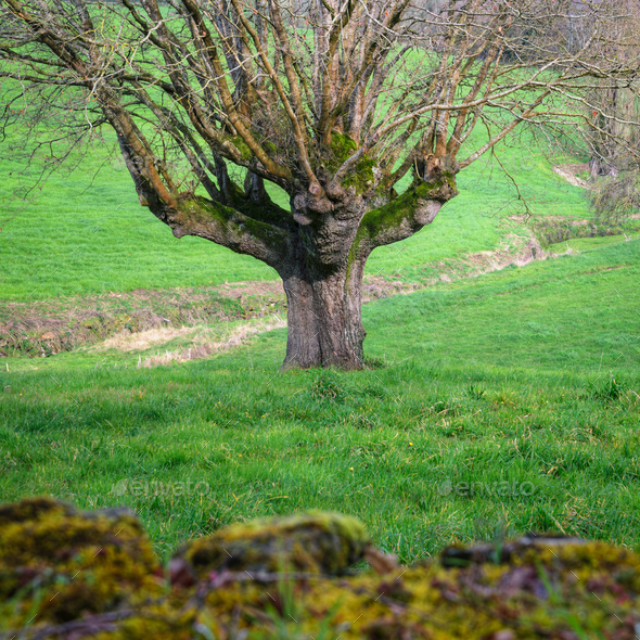 Solitary anthropomorphic tree in the middle of a meadow Stock Photo by ...