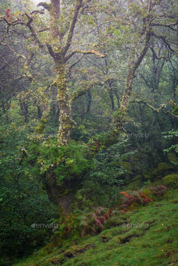 Nice specimen of chestnut tree covered with lichen Stock Photo by ...