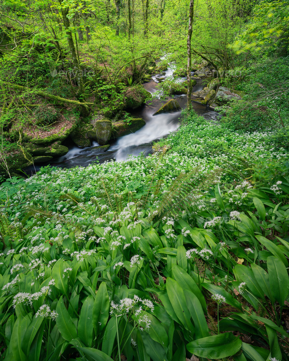 Hillside covered with blooming wild garlic over a stream Stock Photo by ...