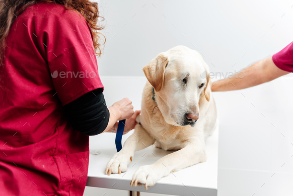 labrador retriever dog without an eye Stock Photo by Meniphoto | PhotoDune