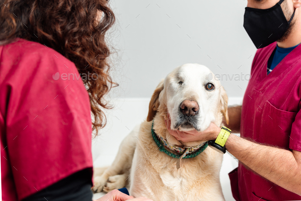 labrador retriever dog without an eye Stock Photo by Meniphoto | PhotoDune