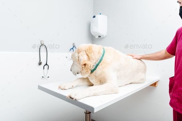 labrador retriever dog on the examination table of a veterinary Stock ...