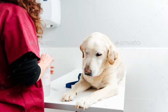 labrador retriever dog without an eye Stock Photo by Meniphoto | PhotoDune