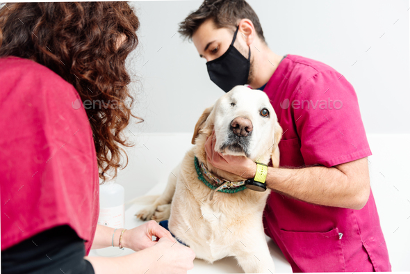 labrador retriever dog without an eye Stock Photo by Meniphoto | PhotoDune
