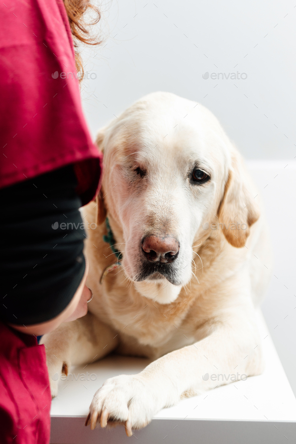 labrador retriever dog without an eye Stock Photo by Meniphoto | PhotoDune