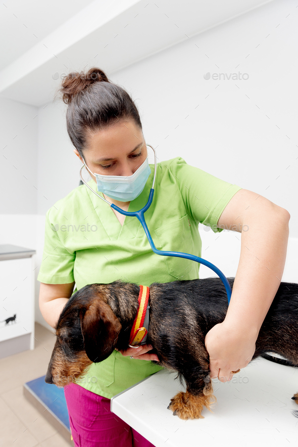 Pet doctor examining a dachshund breed dog Stock Photo by Meniphoto