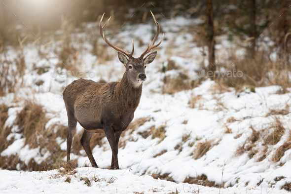 Horizontal photo of red deer stag on a glade covered in snow with copy ...