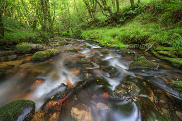 Moss covered boulders in a river running through old growth forest ...