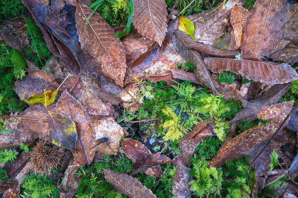 Forest floor background with dry leaves moss and chestnuts Stock Photo ...