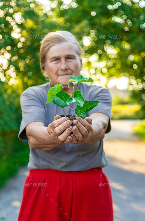 Grandmother is planting a tree in the garden. Selective focus. Stock ...