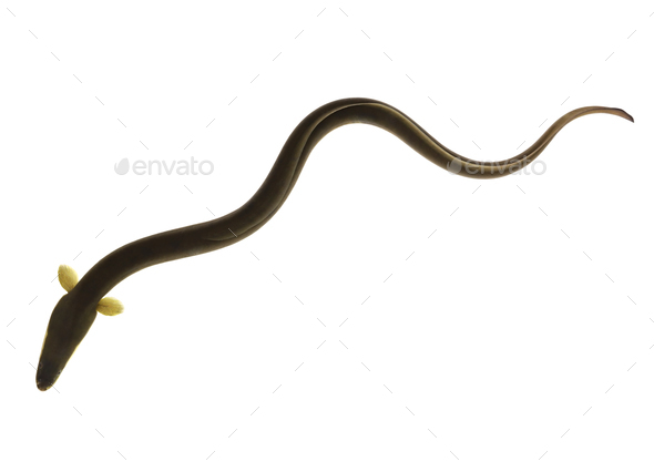 Japanese live wild eel ( Unagi ) isolated on white background Stock ...