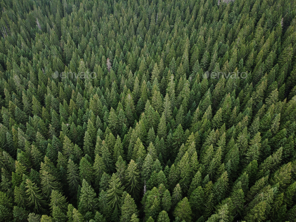 Aerial top view pine forest. Texture of coniferous forest view from ...