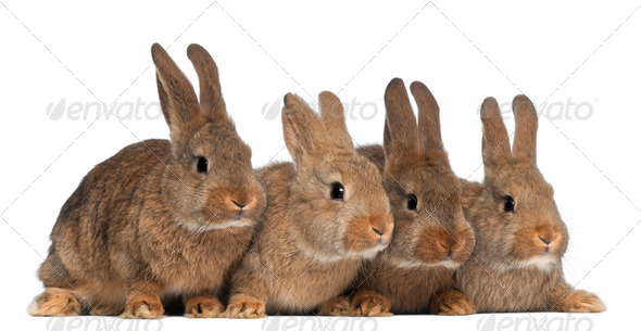 Four rabbits against white background Stock Photo by Lifeonwhite ...