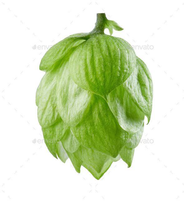 hop plant isolated Stock Photo by magone | PhotoDune