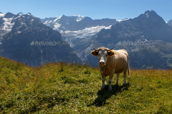 Cow in Grindelwald of Swiss Alps Stock Photo by Lana_M | PhotoDune