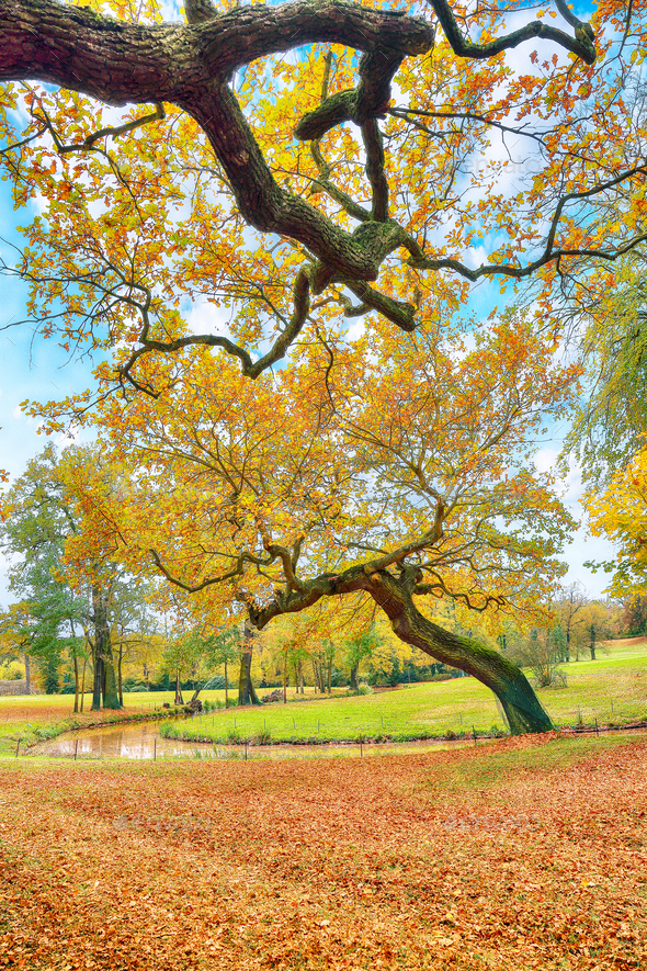 Breathtaking autumn landscape with old oak trees in Muskau Park. Stock ...