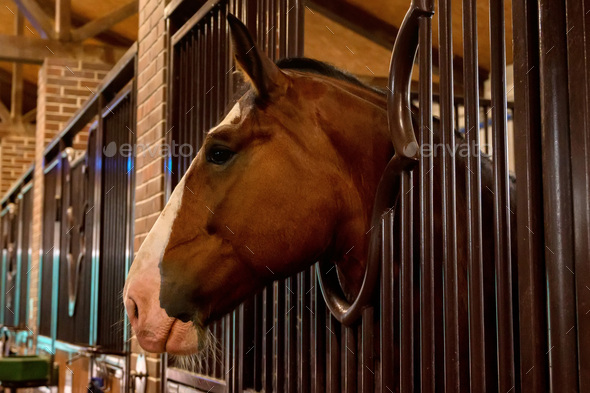 Beautiful horse portrait in warm light in stable Stock Photo by Yakov ...