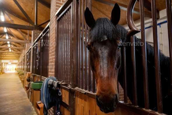 Beautiful horse portrait in warm light in stable Stock Photo by Yakov ...