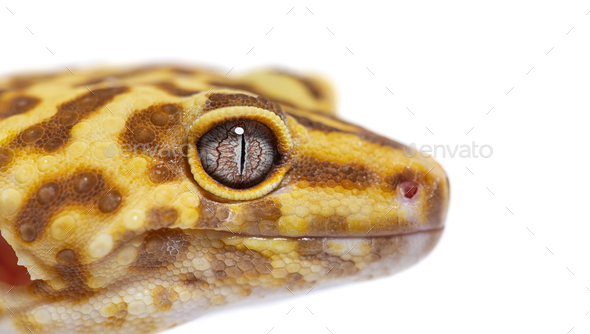 Side view of Leopard gecko close-up head, Eublepharis macularius Stock ...