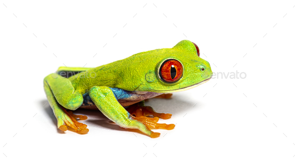 Side view of a Red-eyed tree frog, Agalychnis callidryas, isolat Stock ...