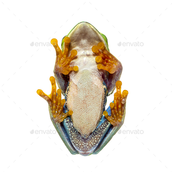 Bottom view of a Red-eyed tree frog, Agalychnis callidryas, isol Stock ...