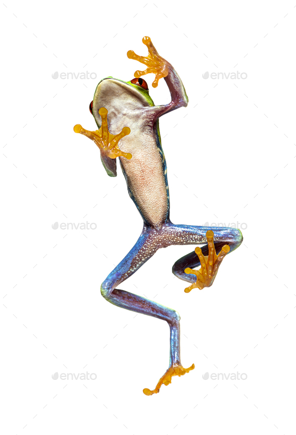 bottom view of a Red-eyed tree frog walking, Agalychnis callidry Stock ...
