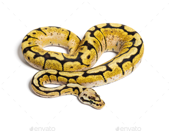 Bumblebee Python Regius, isolated on white Stock Photo by Lifeonwhite