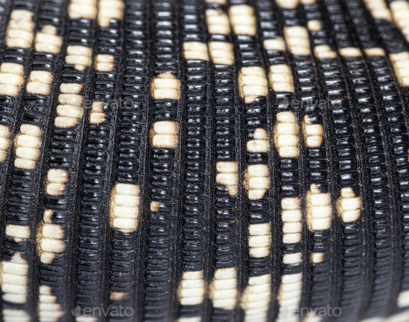 Close-up, macro of the Argentine black and white tegu scales, Sa Stock ...