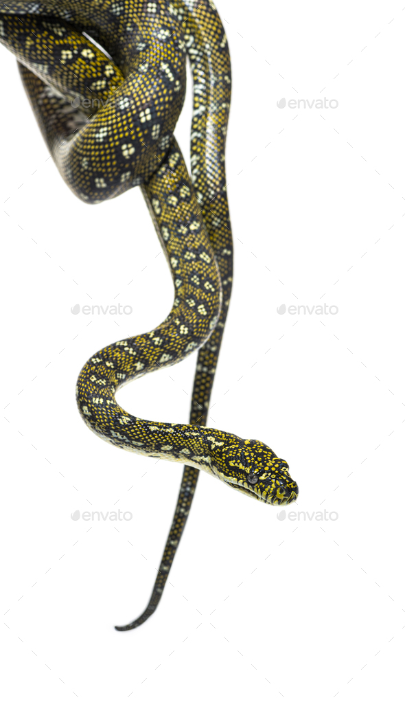 Diamond python,snake hanging in the air, Morelia spilota spilota Stock ...