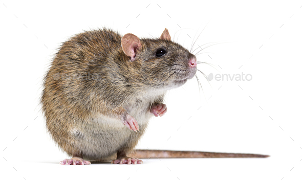 Side view of a brown rat facing at the camera On its hind legs, Stock ...